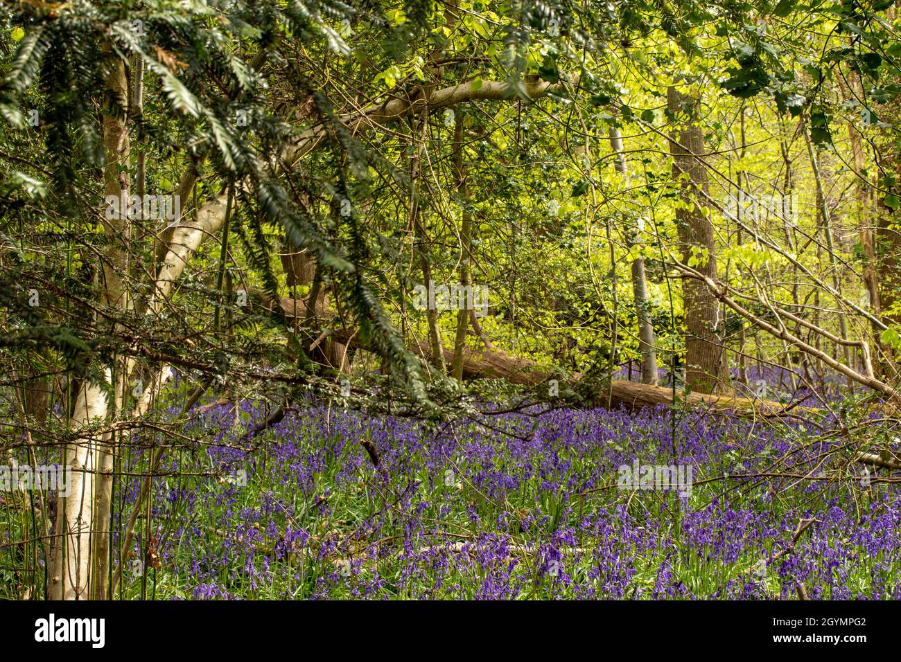 Mental wellbeing, spring awakening in a tranquil bluebell wood Stock ...
