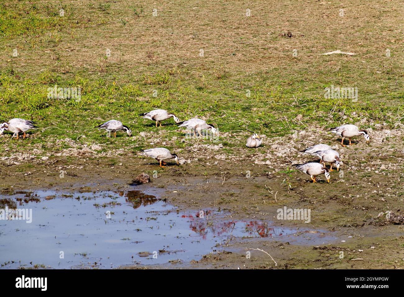 Bar-headed goose Anser indicus in Kaziranga National Park, Assam state ...