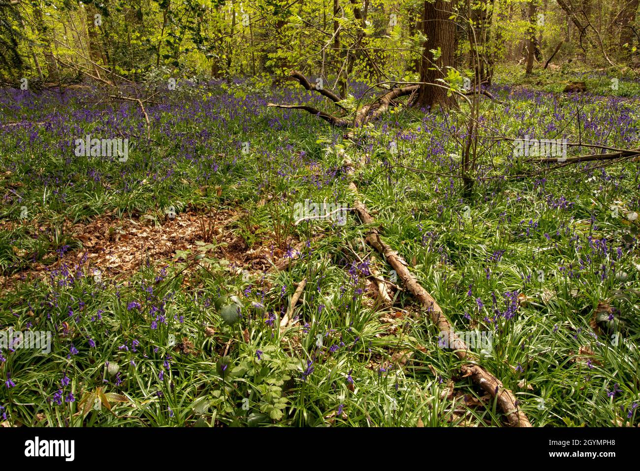 Mental wellbeing, spring awakening in a tranquil bluebell wood Stock ...