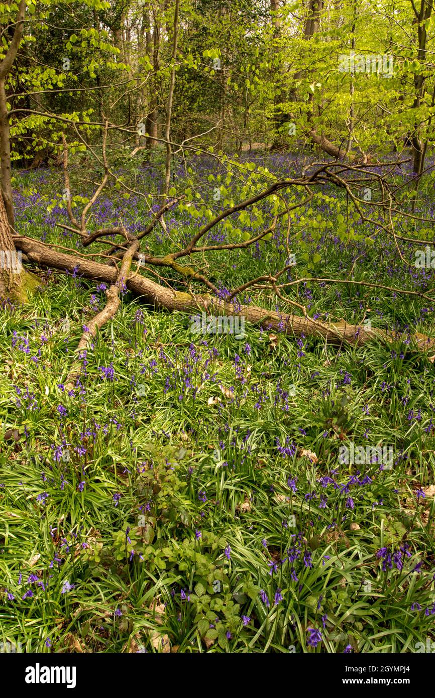Mental wellbeing, spring awakening in a tranquil bluebell wood Stock ...