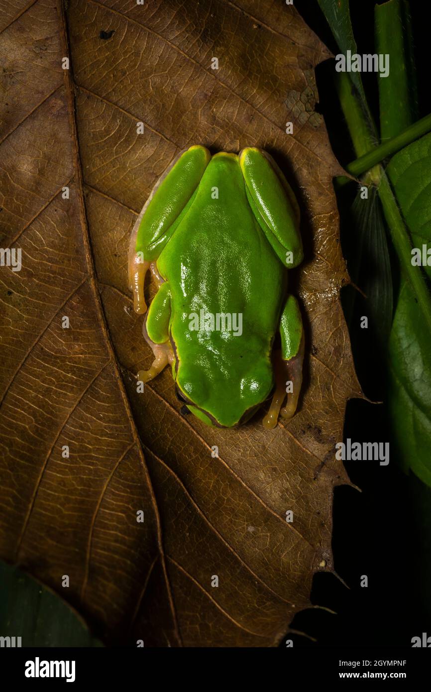 Jerdon's tree frog, frog, green frog, dead brown leaf, Hyla annectans ...