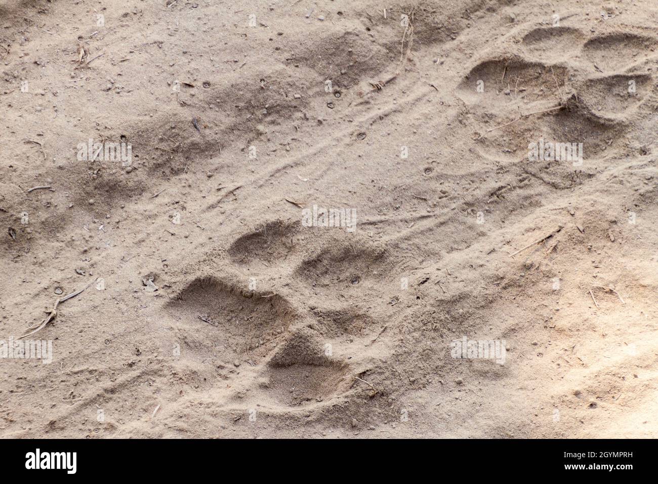 Tiger footprints in Kaziranga National Park, India Stock Photo - Alamy