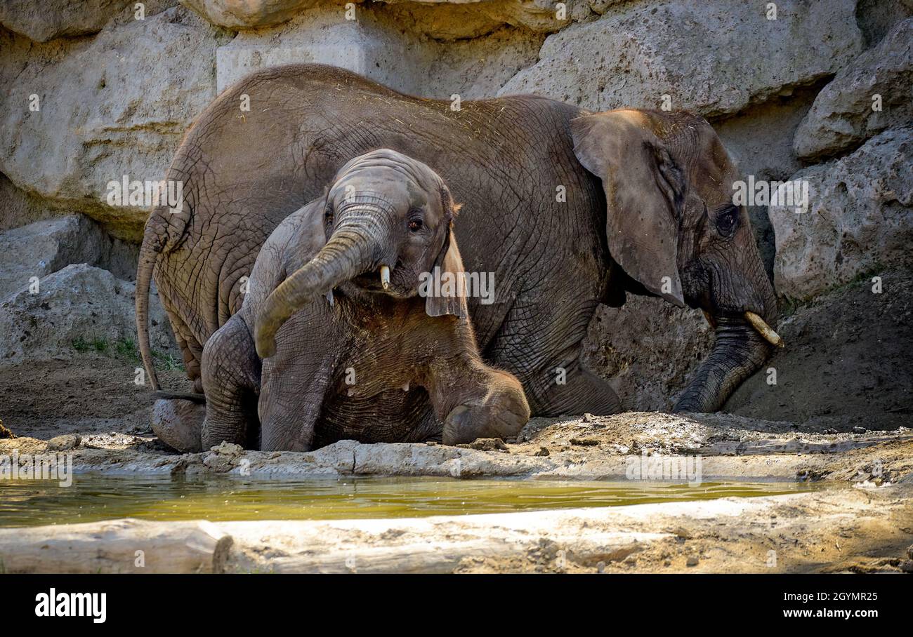 elephant cow and young animal at a mud wallow Stock Photo - Alamy