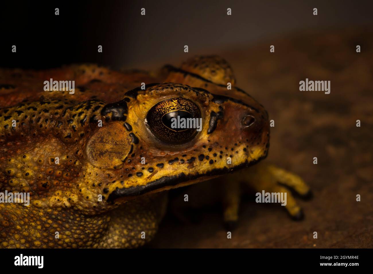 Indan Toad, Duttaphrynus melanostictus, Saswad, Pune District ...
