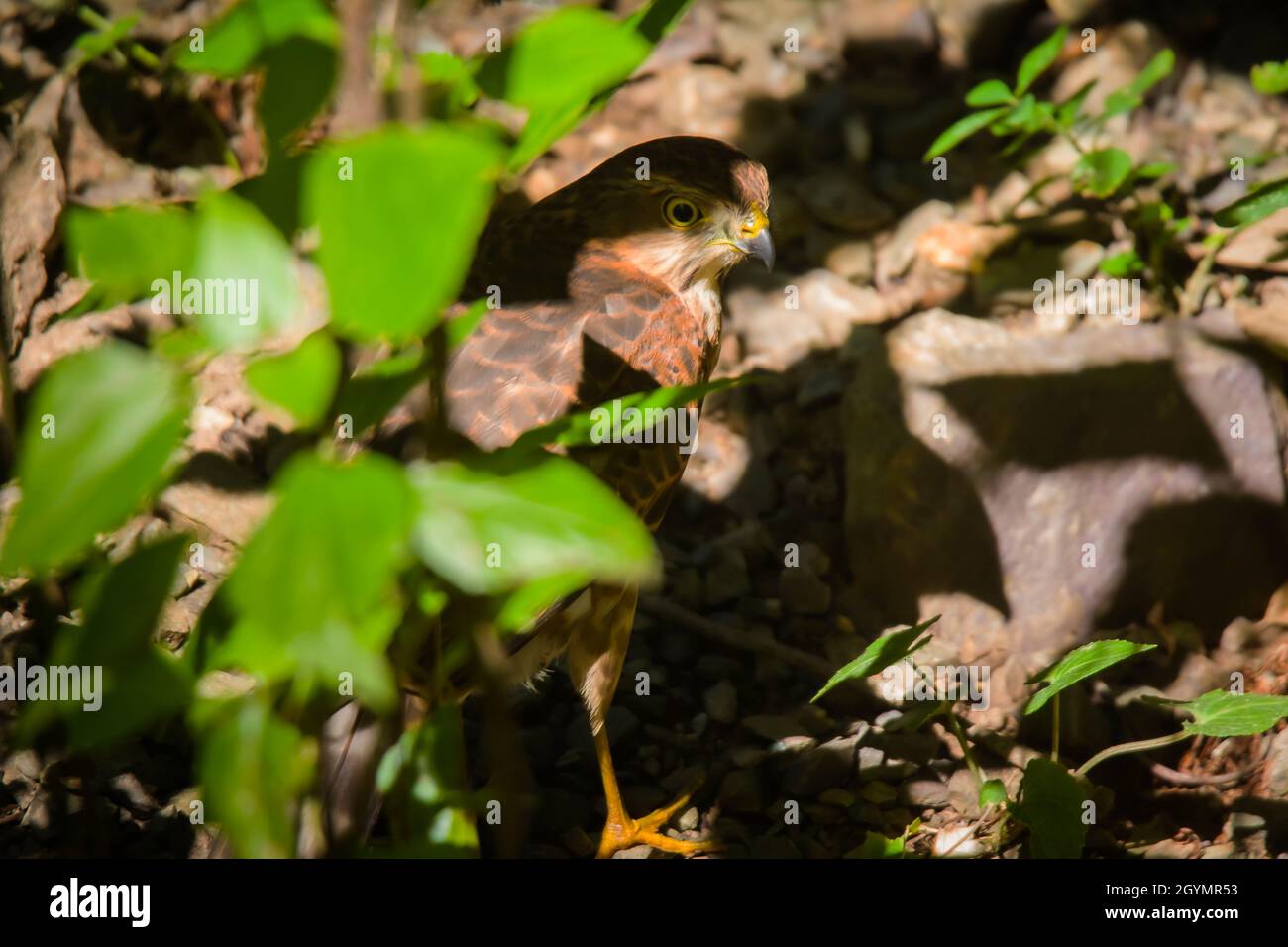 Besra, bird of prey, raptor, Accipiter virgatus, Uttarakhand, India ...