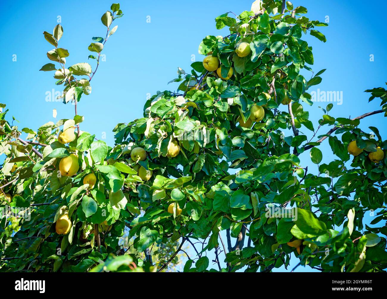 top of a pear quince tree with ripe fruits before blue sky Stock Photo ...