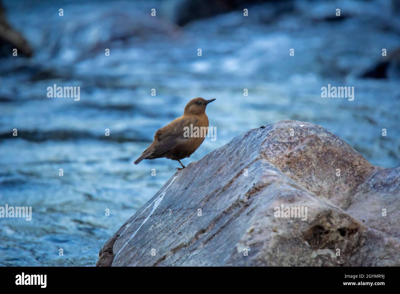 Brown Dipper, Bird, Water Bird, Cinclus pallasii, Chafi, Uttarakhand ...