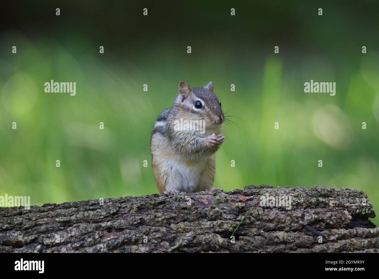 Eastern Chipmunk in Fall Sitting on a log Stock Photo - Alamy