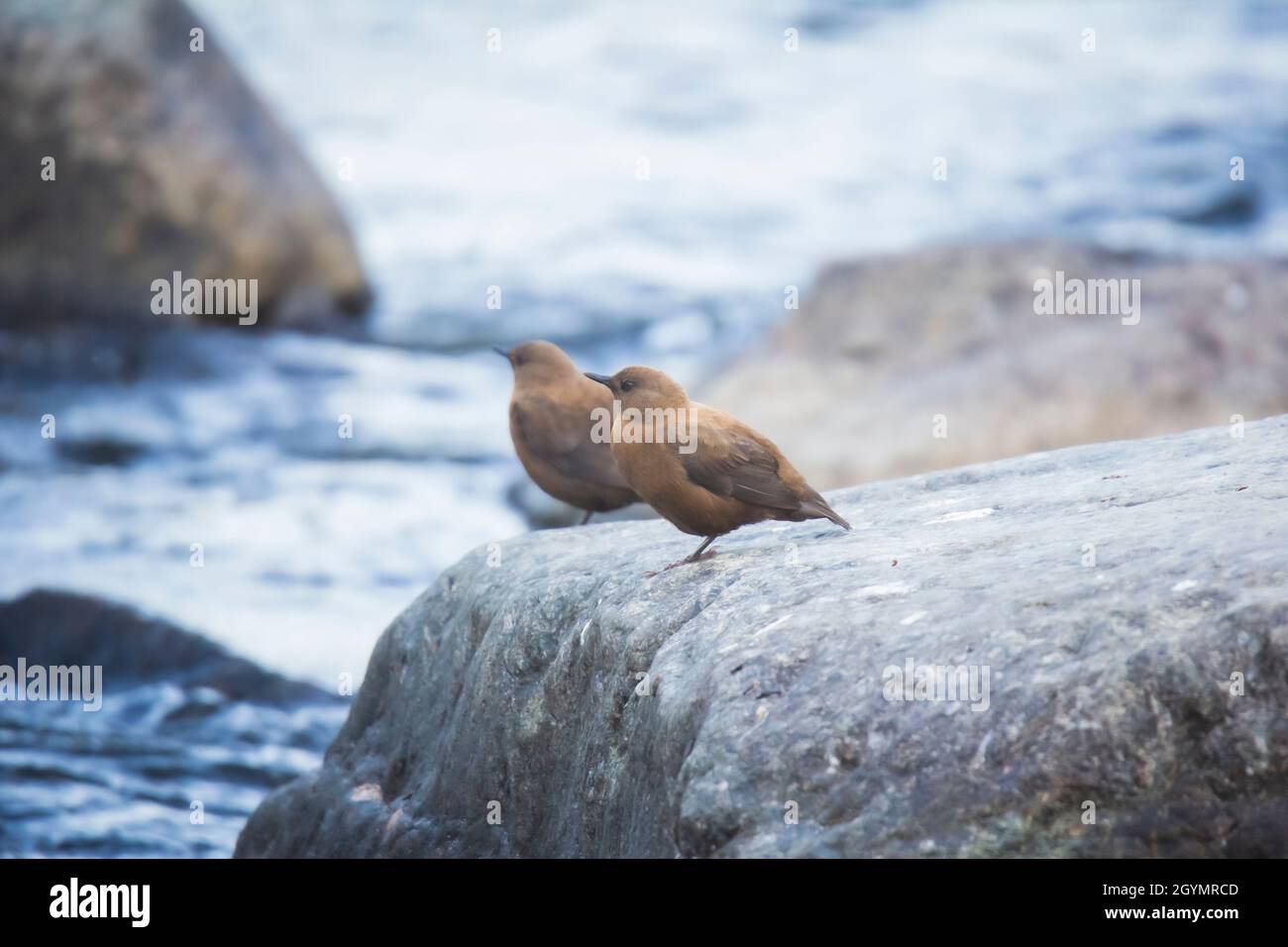 Brown Dipper, Bird, Water Bird, Cinclus pallasii, Chafi, Uttarakhand ...