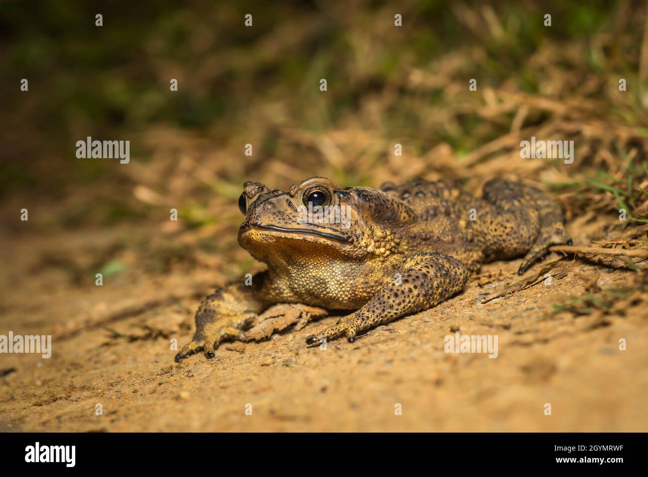 Himalaya toad, Duttaphrynus himalayanus, Nagaland, India Stock Photo ...