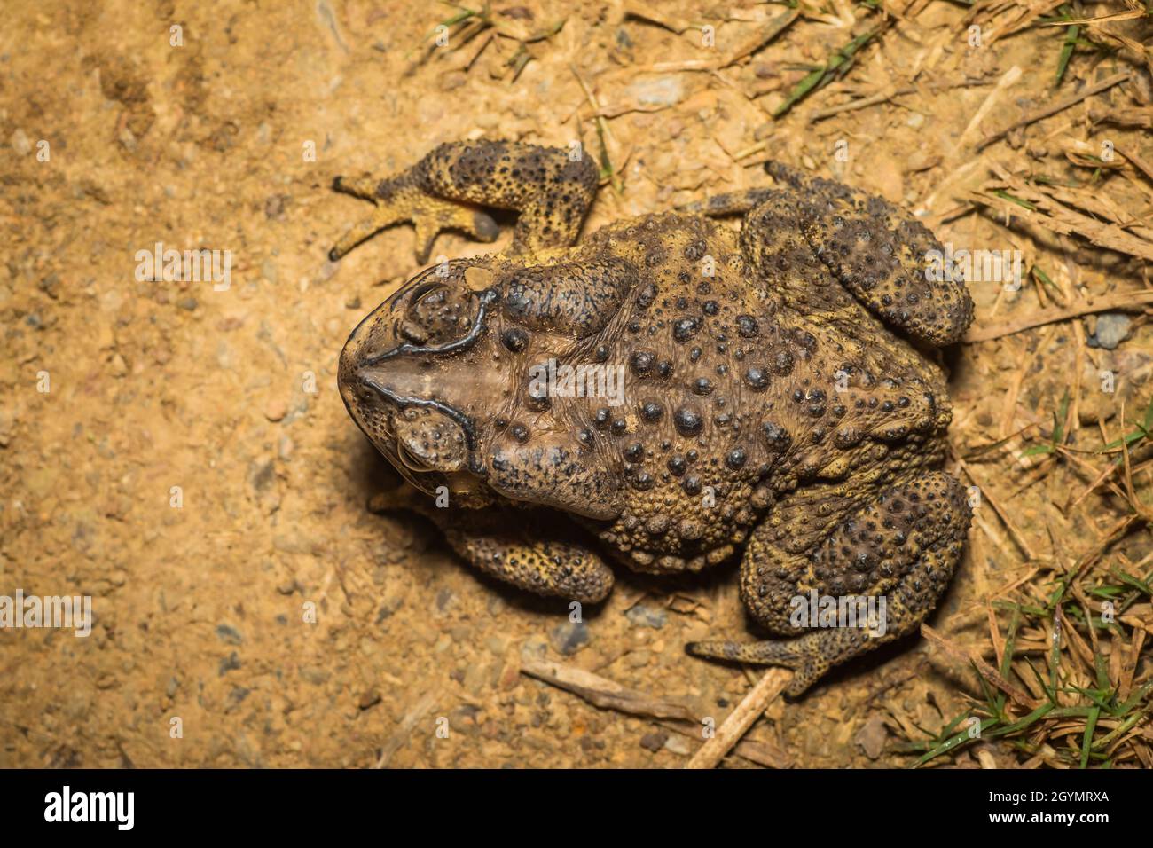 Himalaya toad, Duttaphrynus himalayanus, Nagaland, India Stock Photo ...