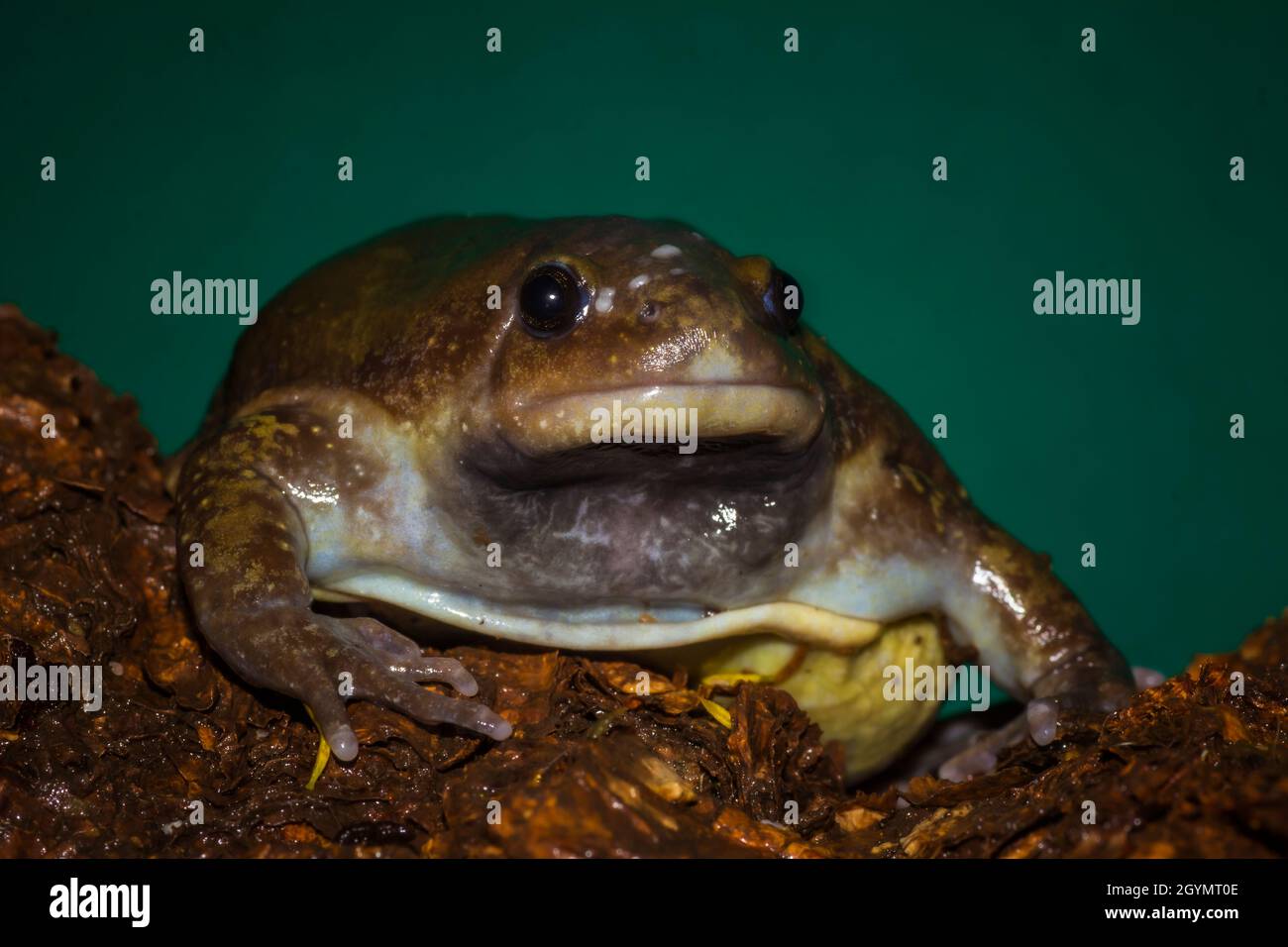 Uperodon species hi-res stock photography and images - Alamy