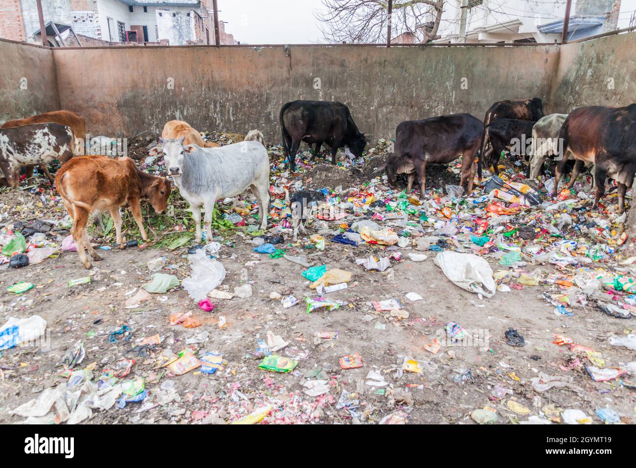 LUCKNOW, INDIA - FEBRUARY 3, 2017: Holy cows eating rubbish in Lucknow ... LUCKNOW, INDIA - FEBRUARY 3, 2017: Holy cows eating rubbish in Lucknow ...