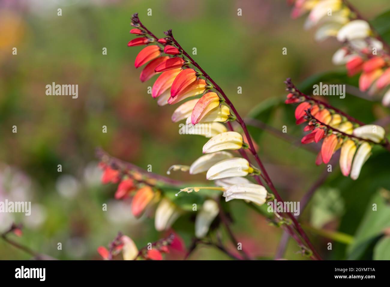 Close up of fire vine (ipomoea lobata) flowers in bloom Stock Photo - Alamy