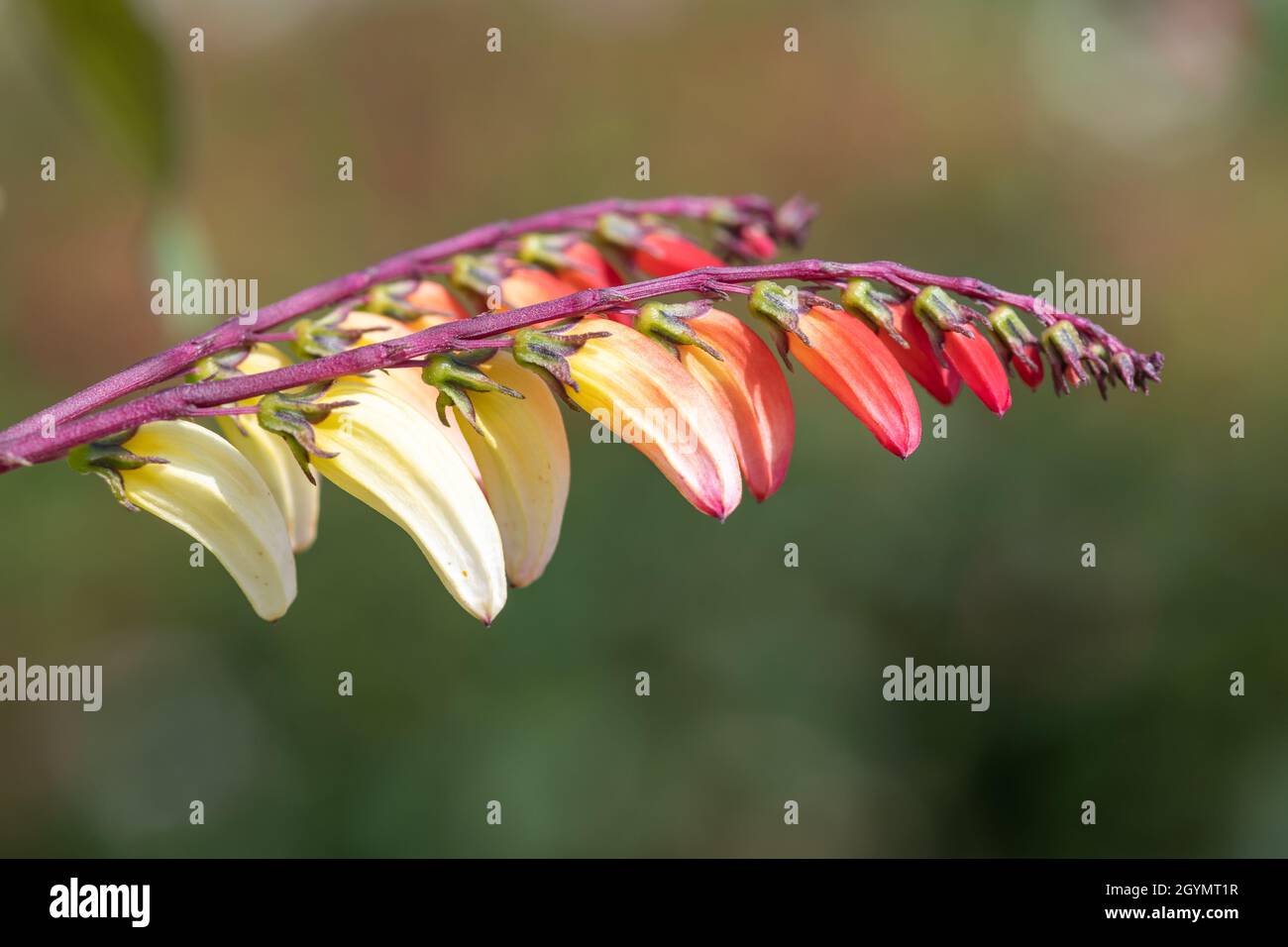 Close up of fire vine (ipomoea lobata) flowers in bloom Stock Photo - Alamy