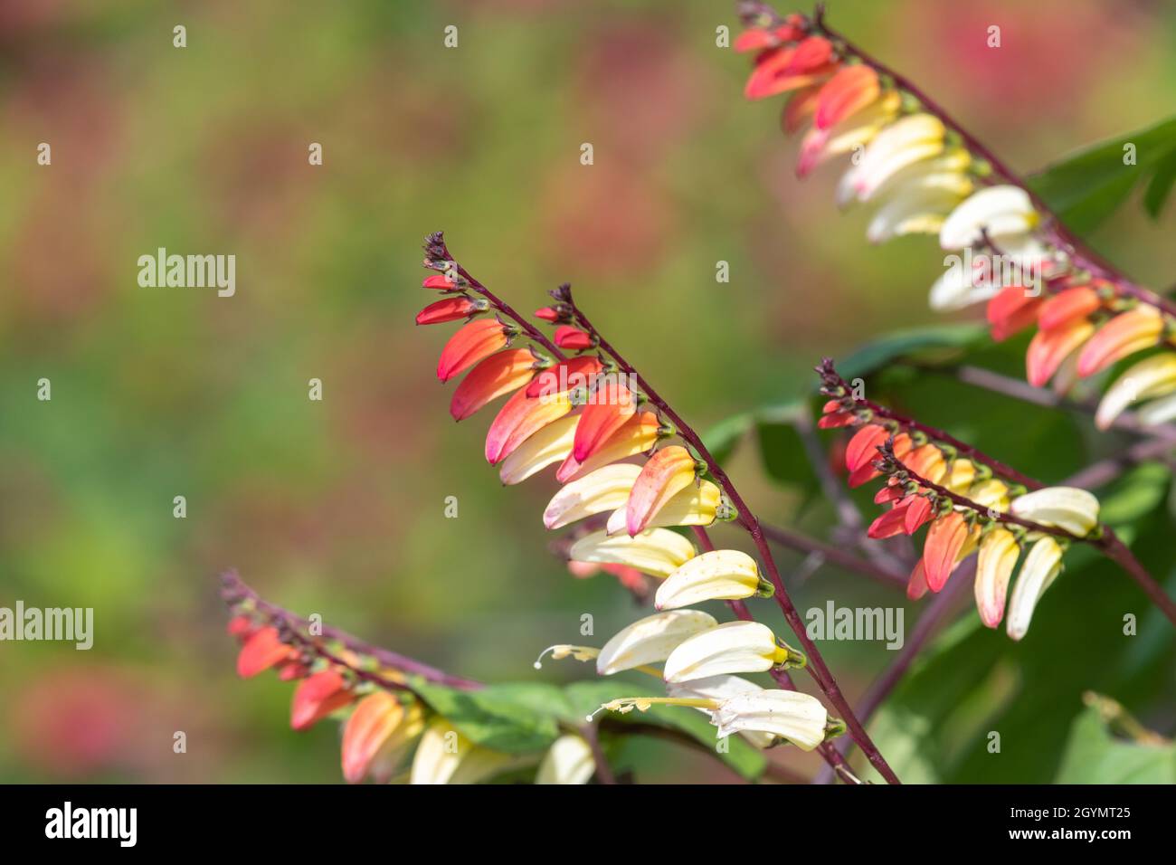 Firecracker vine hi-res stock photography and images - Alamy