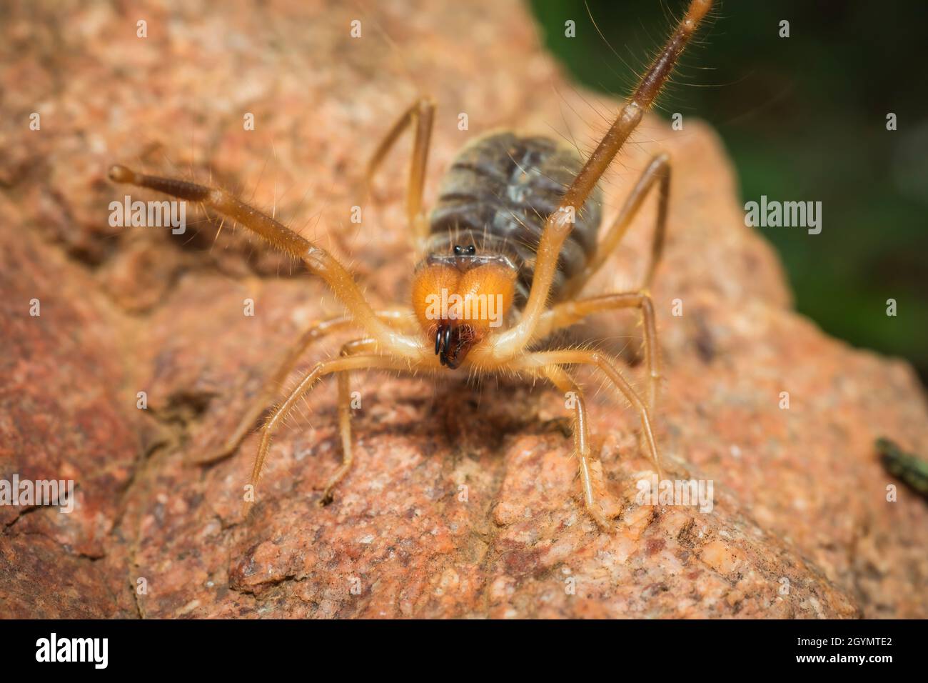 Solifuge, Sun spider, Galeodes granti, India Stock Photo - Alamy