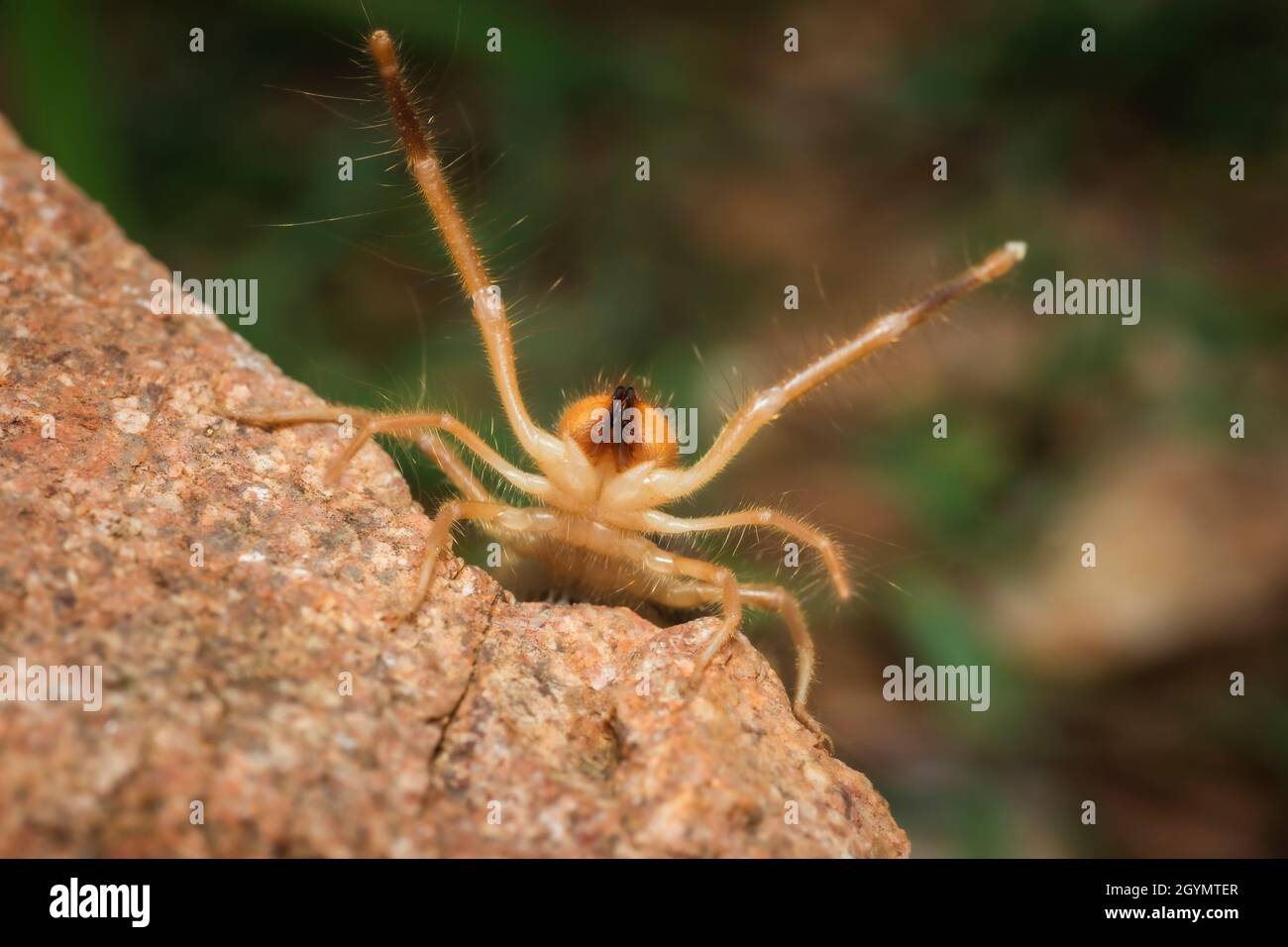 Solifuge, Sun spider, Galeodes granti, India Stock Photo - Alamy