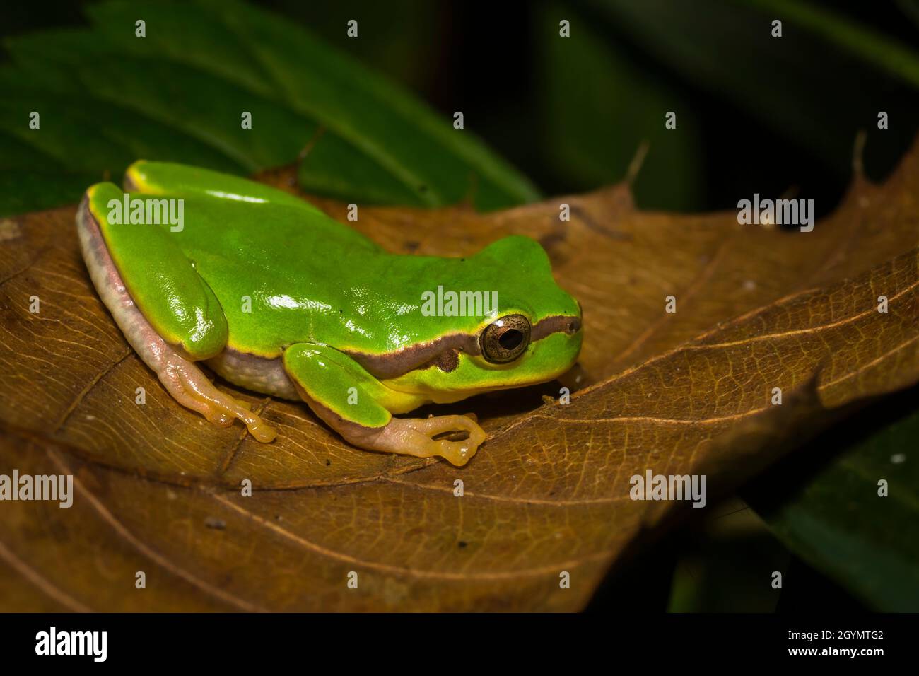 Jerdons leaf hi-res stock photography and images - Alamy