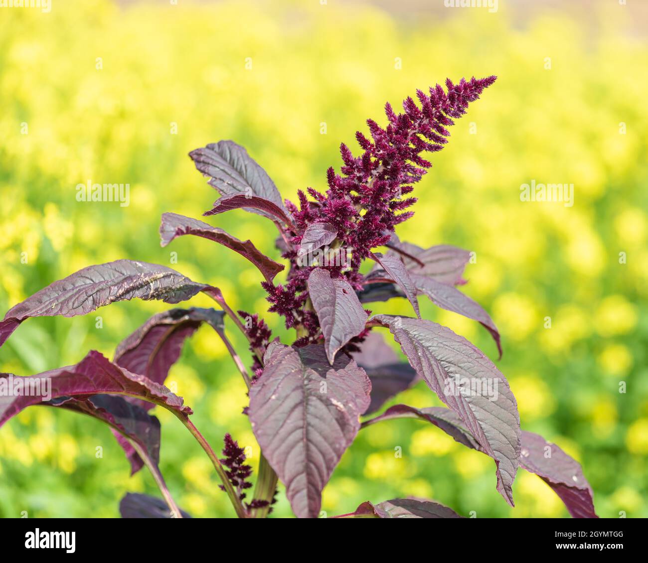 Close up of a Prince of Wales feather (amaranthus hypochondriacus ...