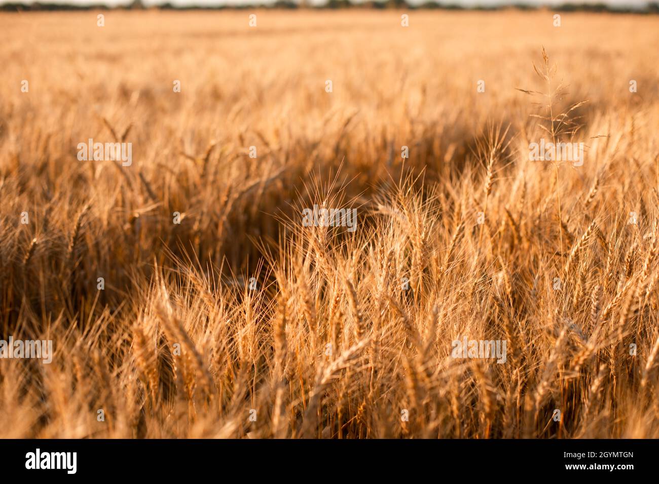 Rural landscape of fields of grain with path Stock Photo - Alamy
