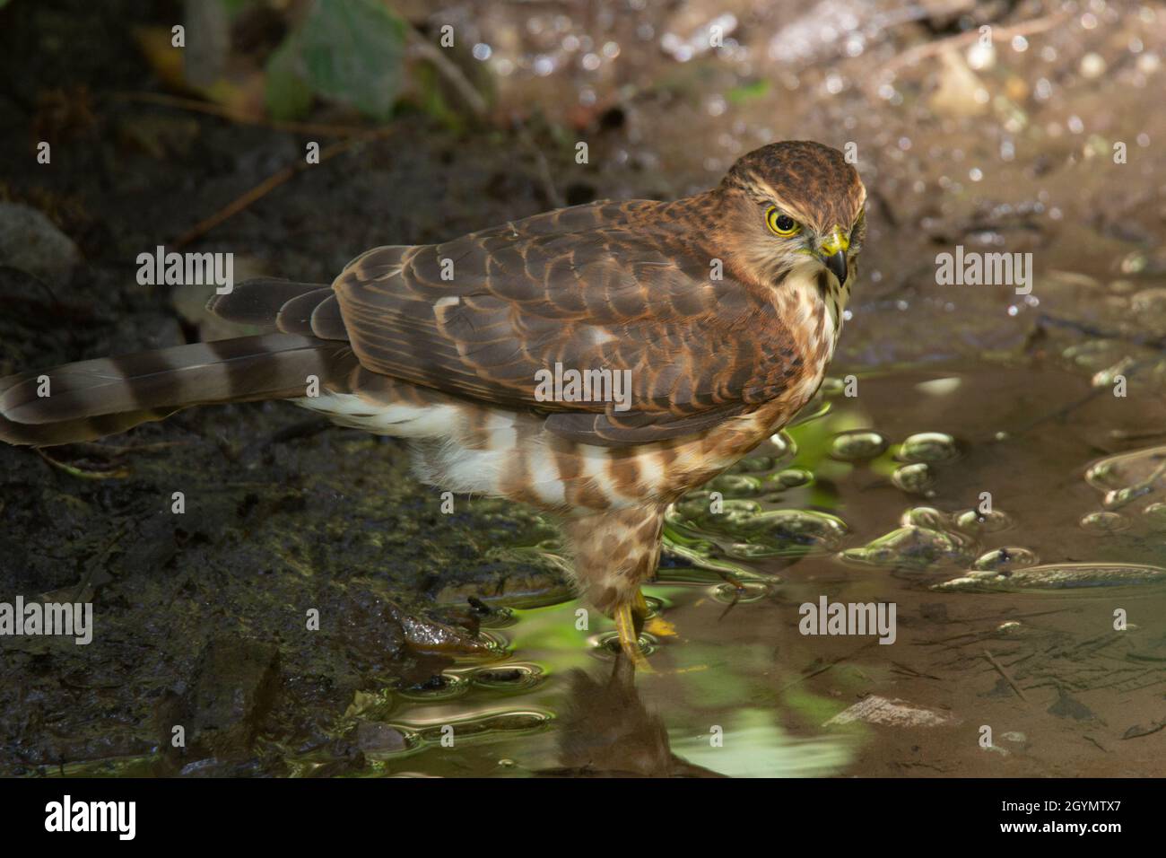 Besra bird india hi-res stock photography and images - Alamy
