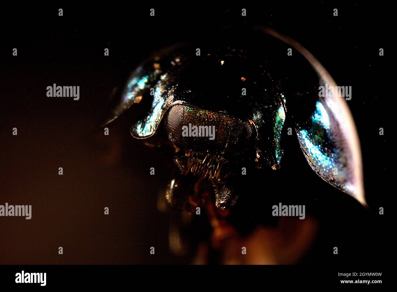 Steelblue ladybettle (Halmus chalybeus Stock Photo - Alamy