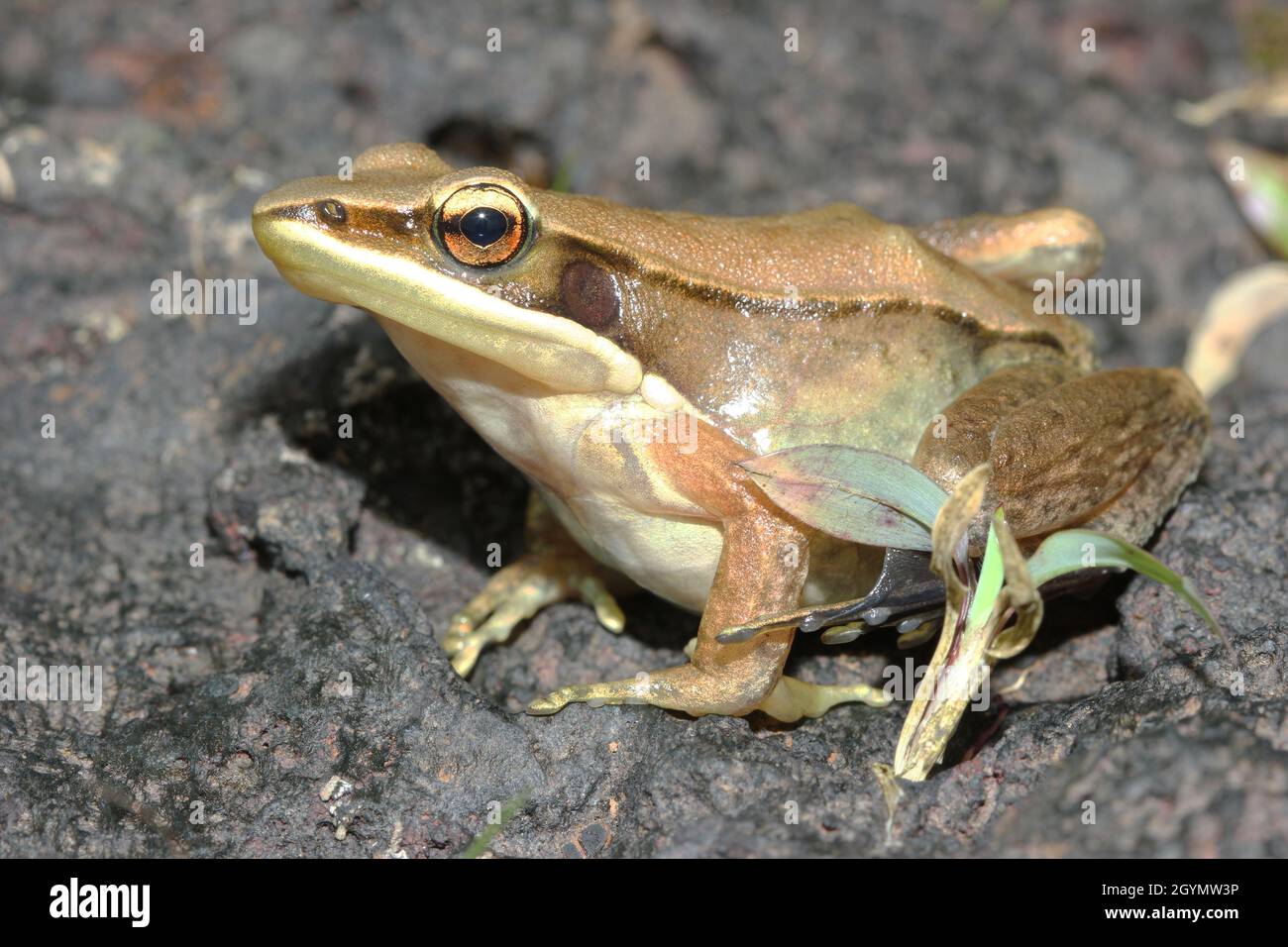 Bronze frog hi-res stock photography and images - Alamy