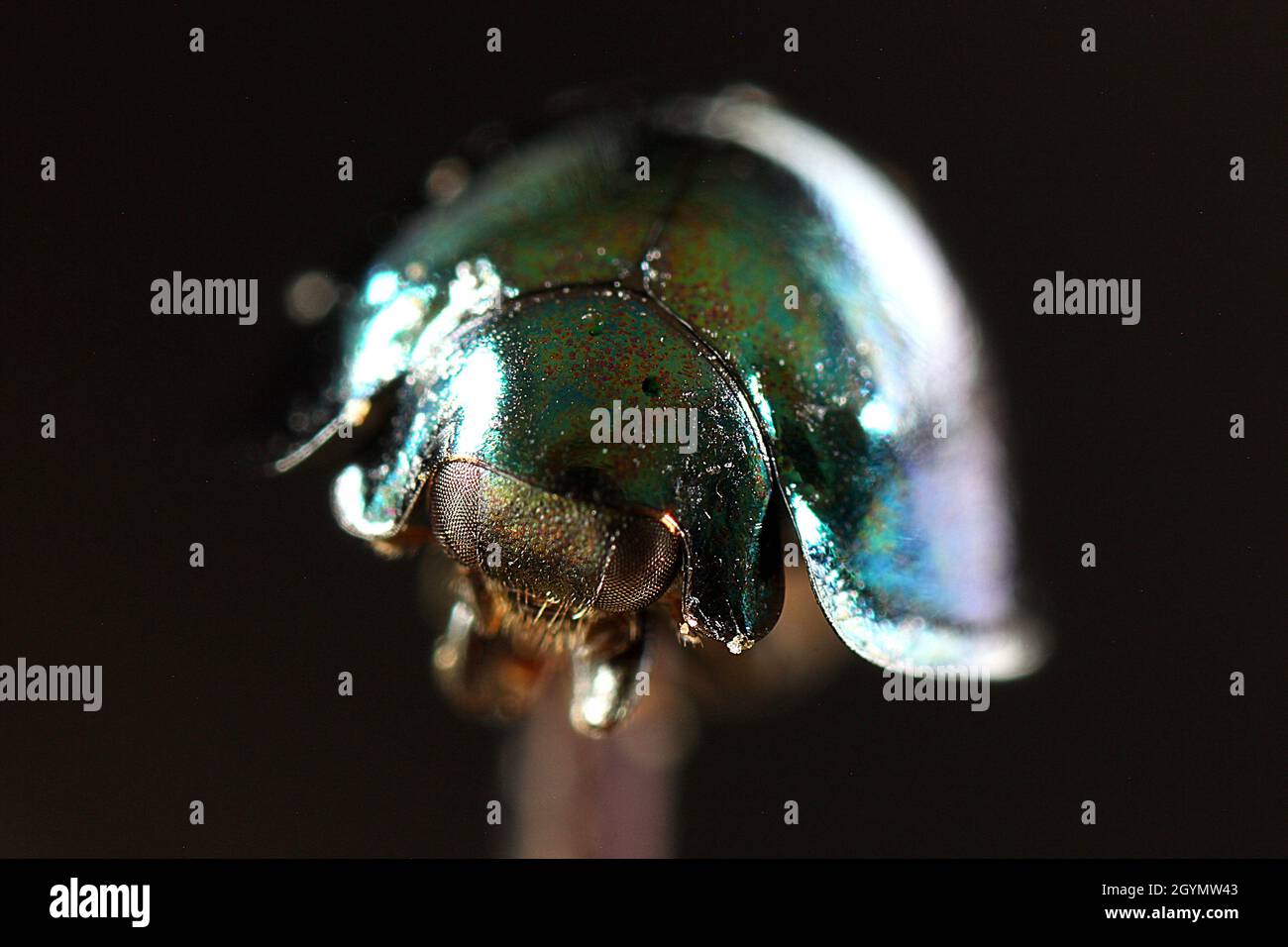 Steelblue ladybettle (Halmus chalybeus Stock Photo - Alamy