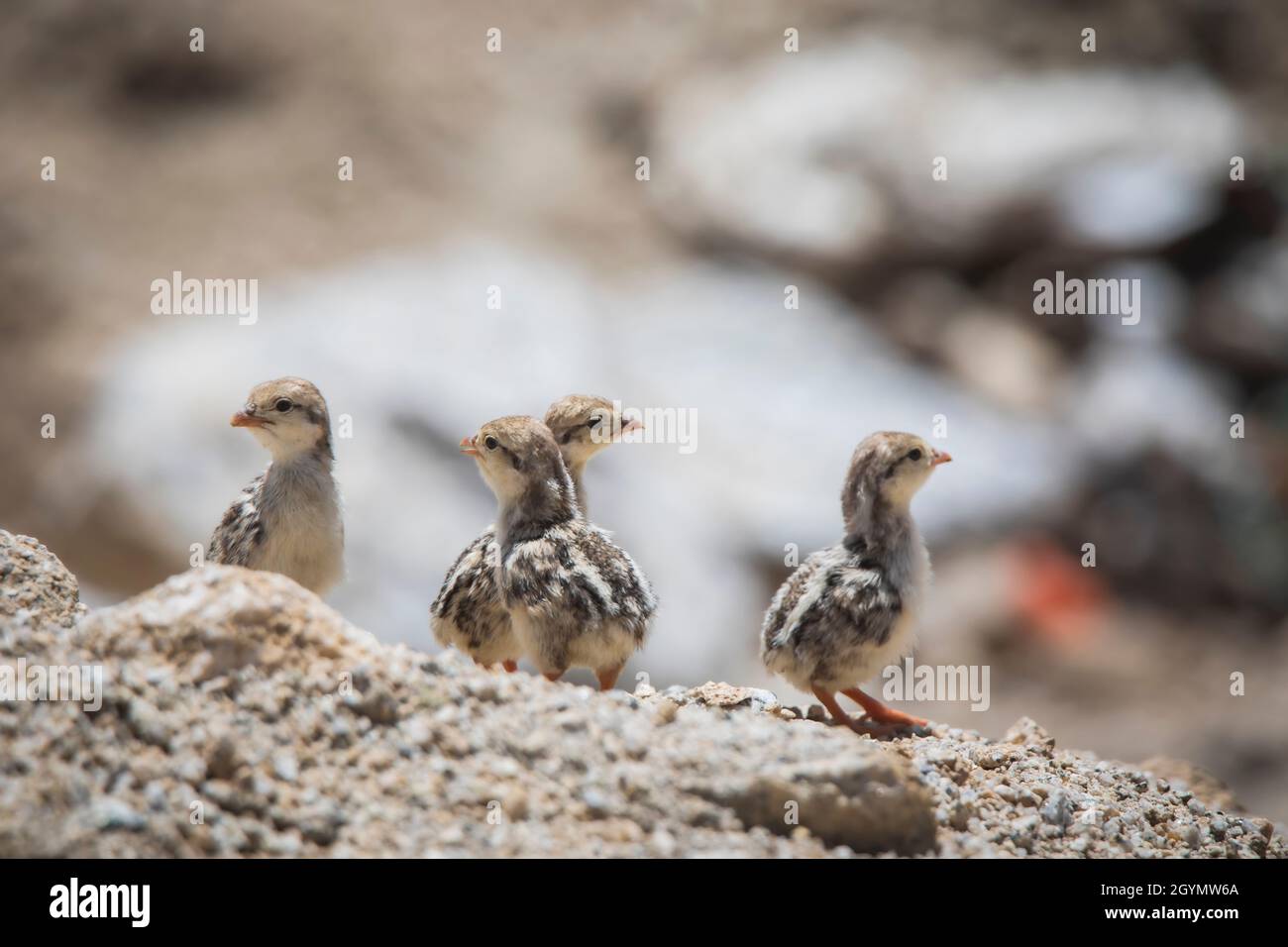 Chukar Partridge Baby