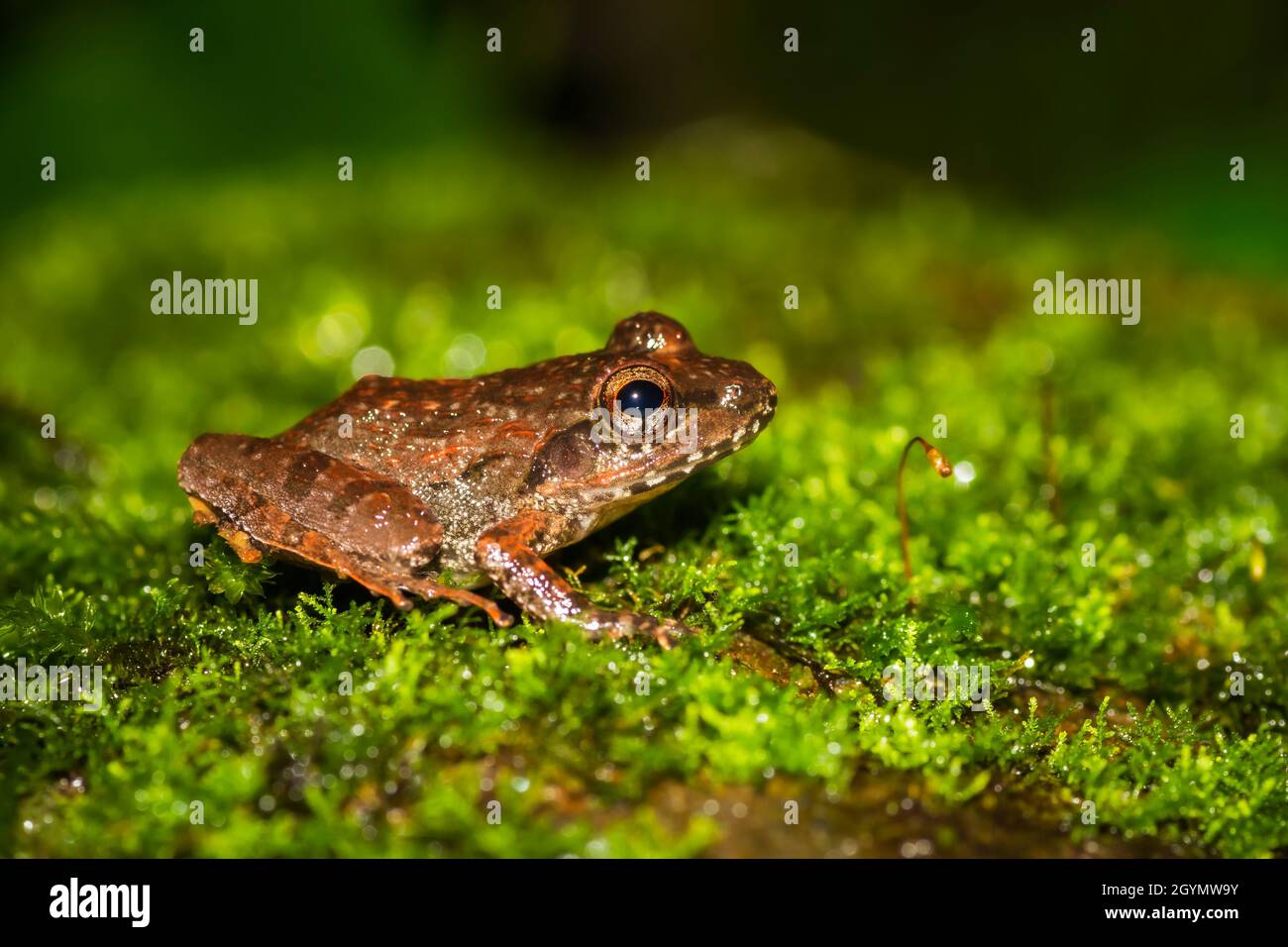 Cricket Frog, Ferjervarya sp., India Stock Photo - Alamy