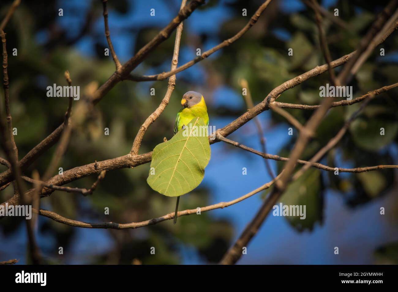 Plum-headed Parakeet, Psittacula cyanocephala, Parrot, bird, Parakeet ...