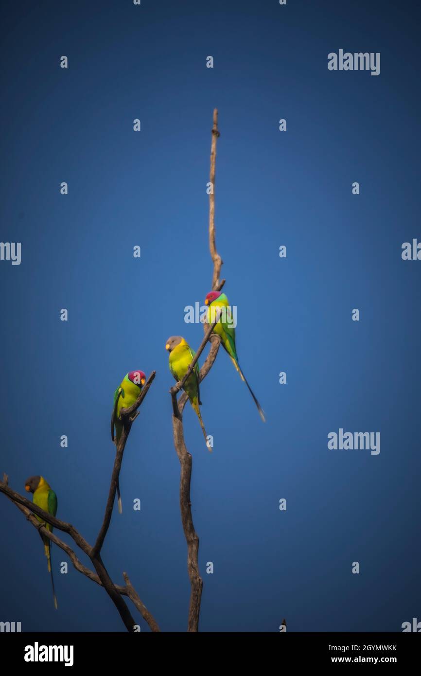 Plum-headed Parakeet, Psittacula cyanocephala, Parrot, bird, Parakeet ...