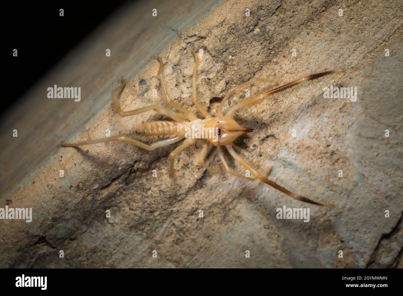 Solifuge, with kill, Jaisalmer, Rajasthan, India Stock Photo - Alamy