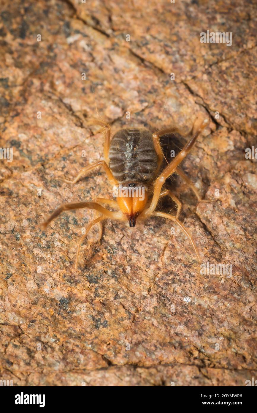 Solifuge, Sun spider, Galeodes granti, India Stock Photo - Alamy