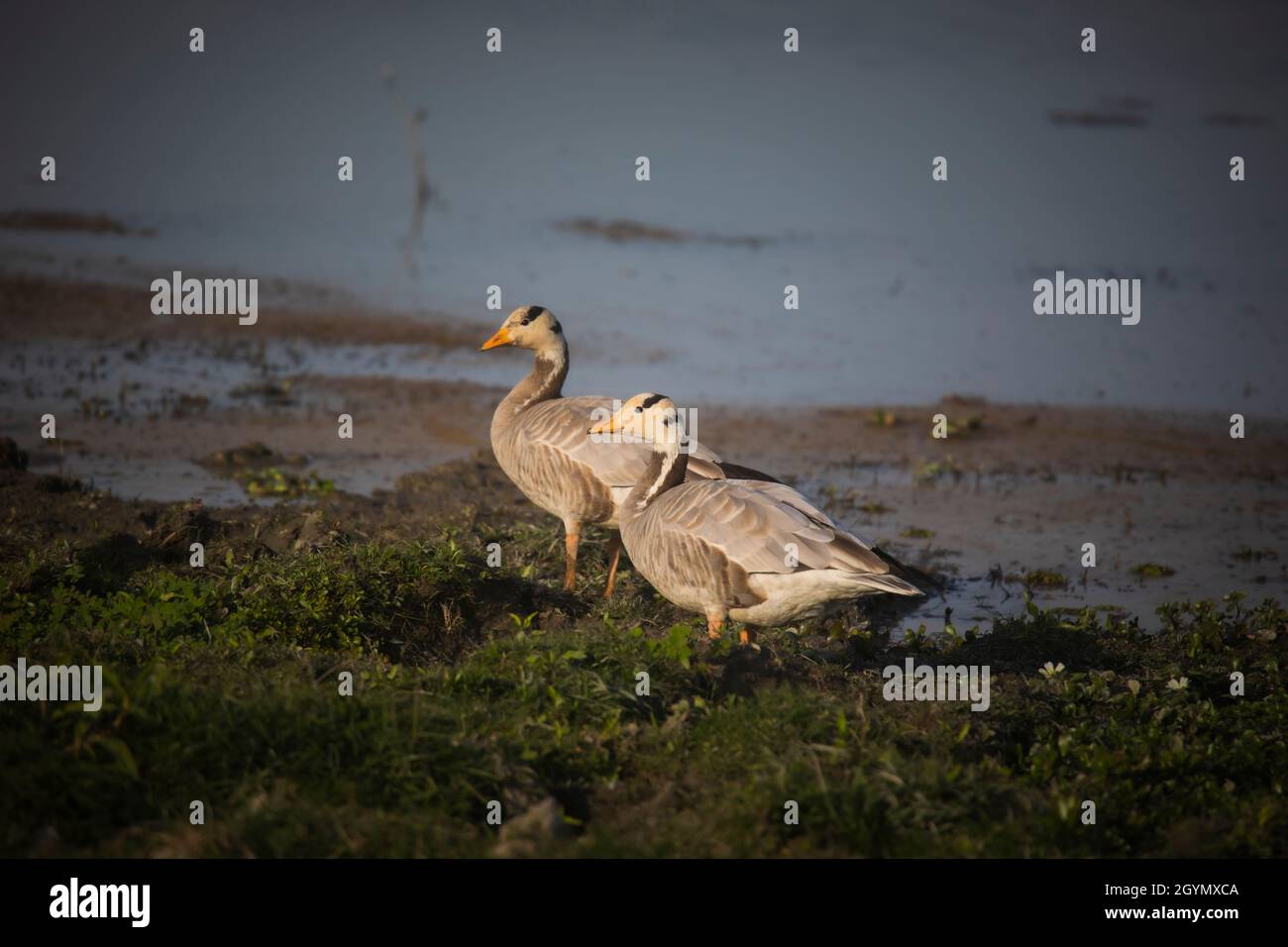 Bar-headed Goose, Goose, Anser indicus, Rann of Kutach, Gujarat, India ...