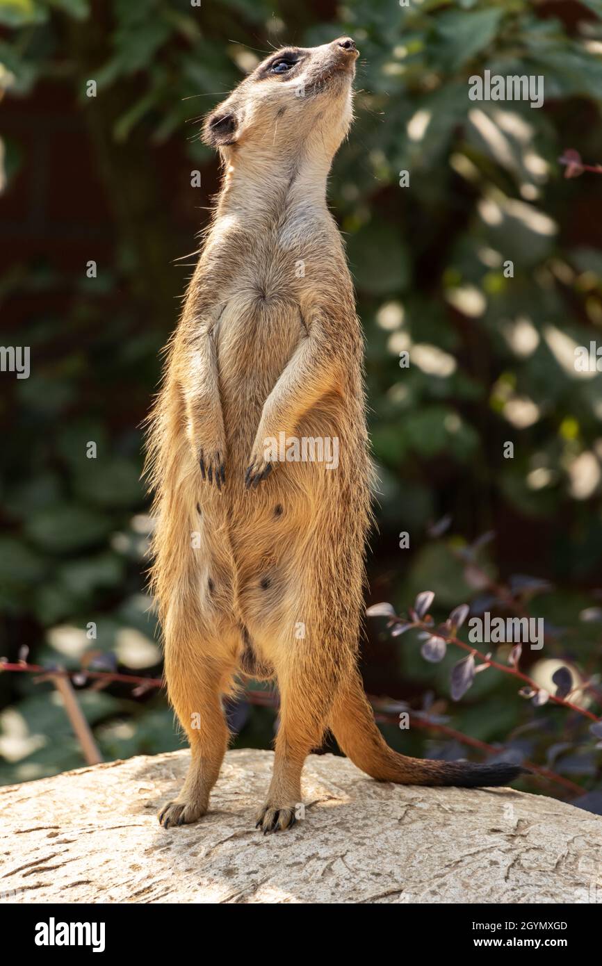 Standing meerkat on sentry post Stock Photo - Alamy