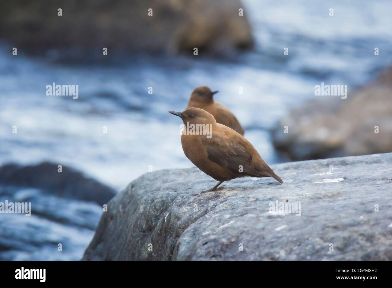 Dipper eyes hi-res stock photography and images - Alamy
