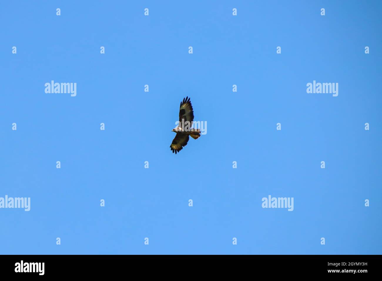 A buzzard flies overhead in a clear blue sky in mid-summer in Dartmoor ...