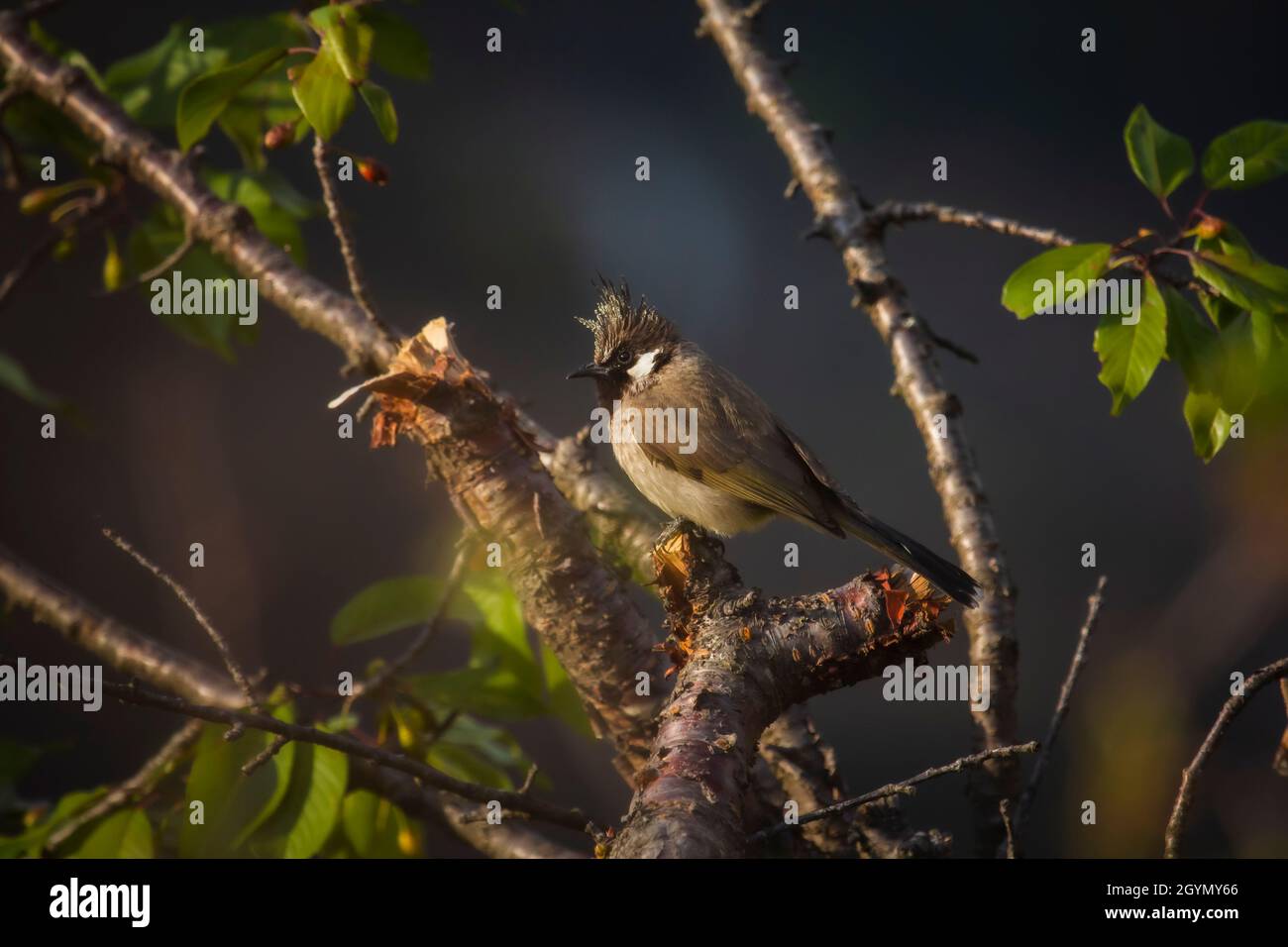Himalayan bulbul, Pycnonotus leucogenys, India Stock Photo - Alamy