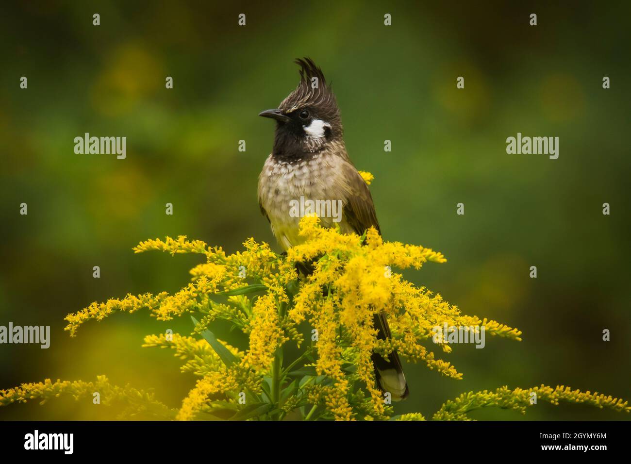 Himalayan bulbul, Pycnonotus leucogenys, India Stock Photo - Alamy