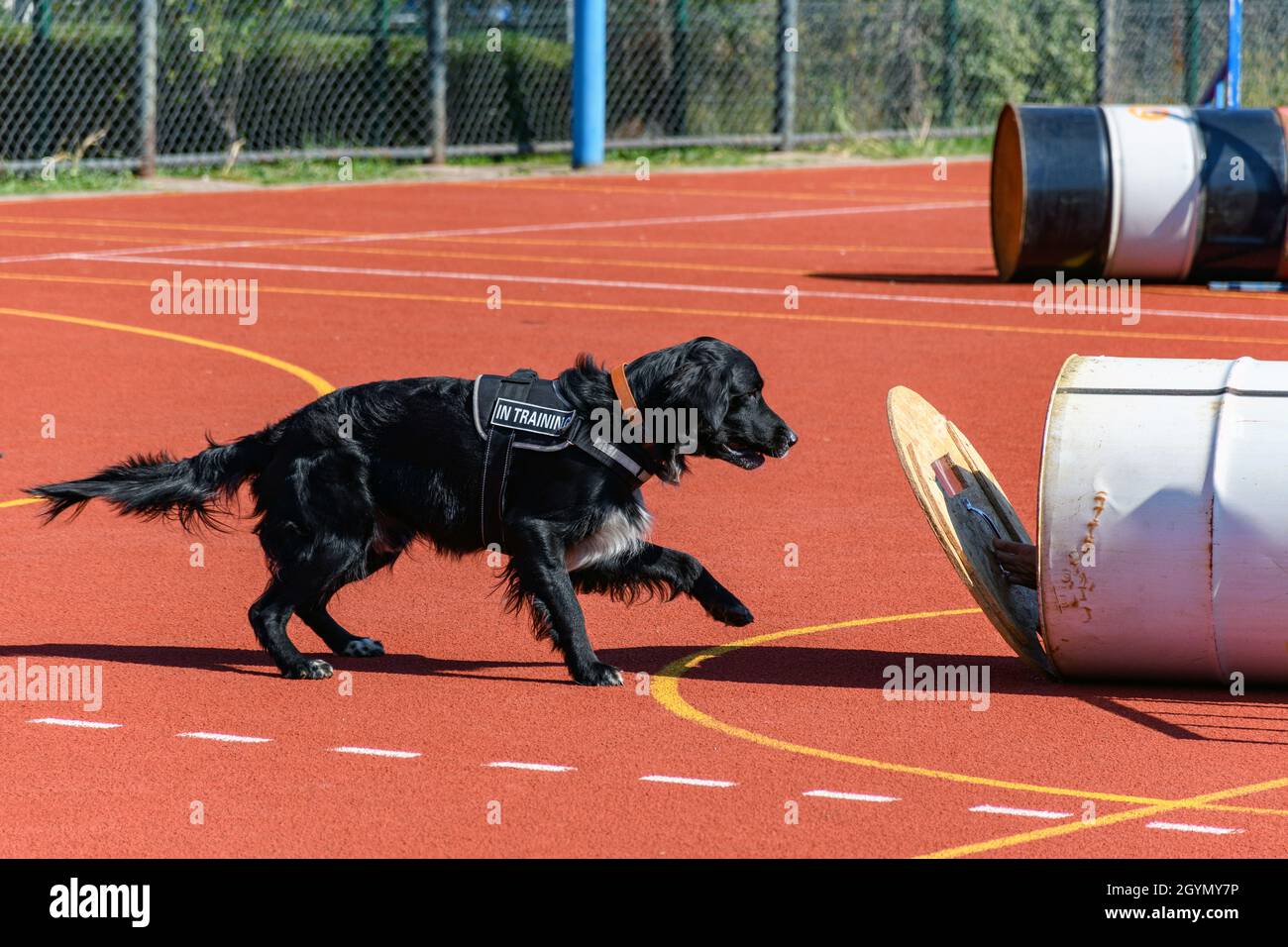 Service dog training school hi-res stock photography and images - Alamy