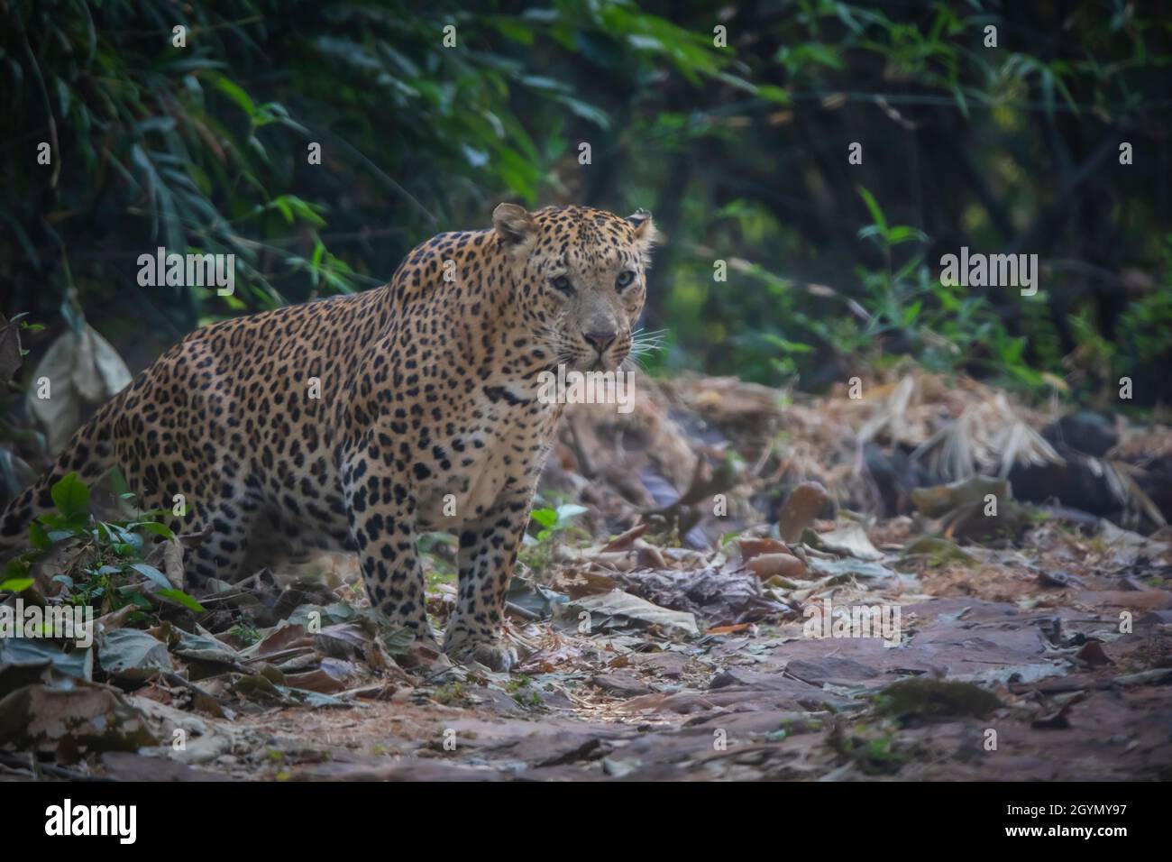 Leopard Portrait India High Resolution Stock Photography and Images - Alamy
