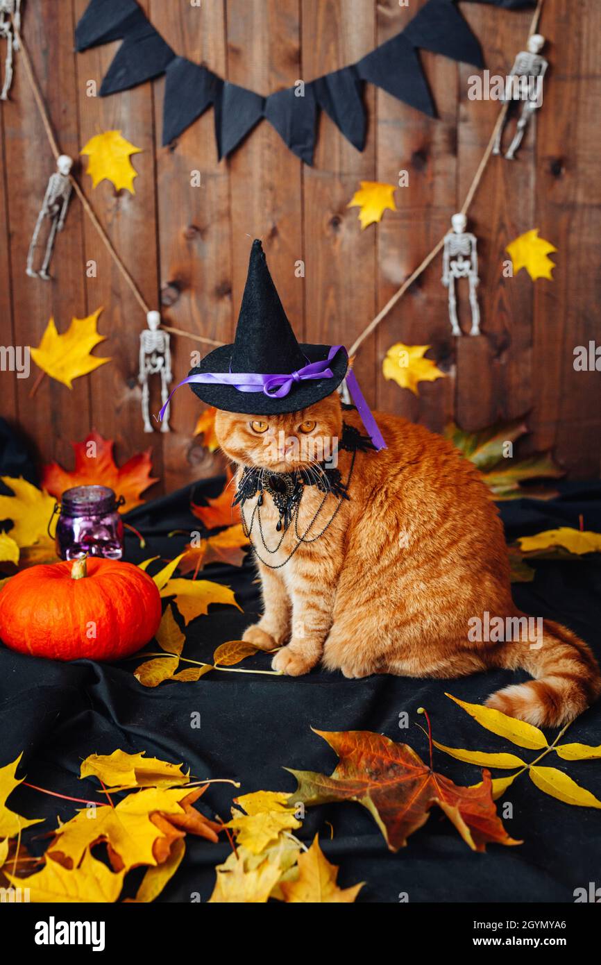 Angry orange cat wearing witch hat sitting Halloween background Stock ...