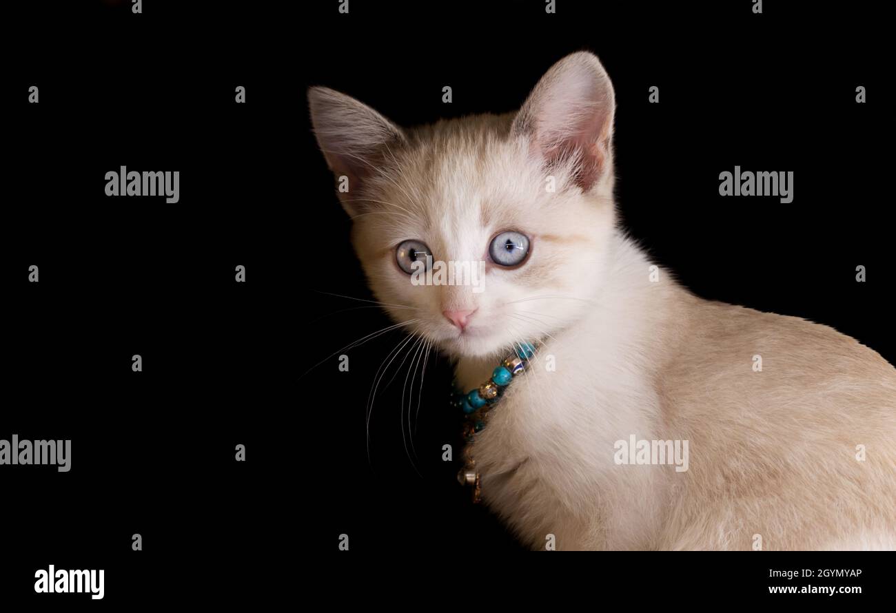 Precious kitty hi-res stock photography and images - Alamy