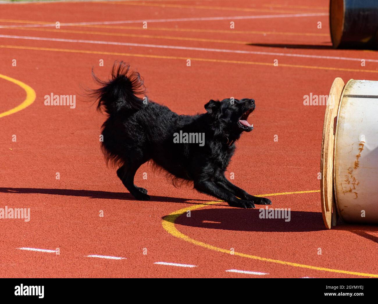 Service dog training school hi-res stock photography and images - Alamy
