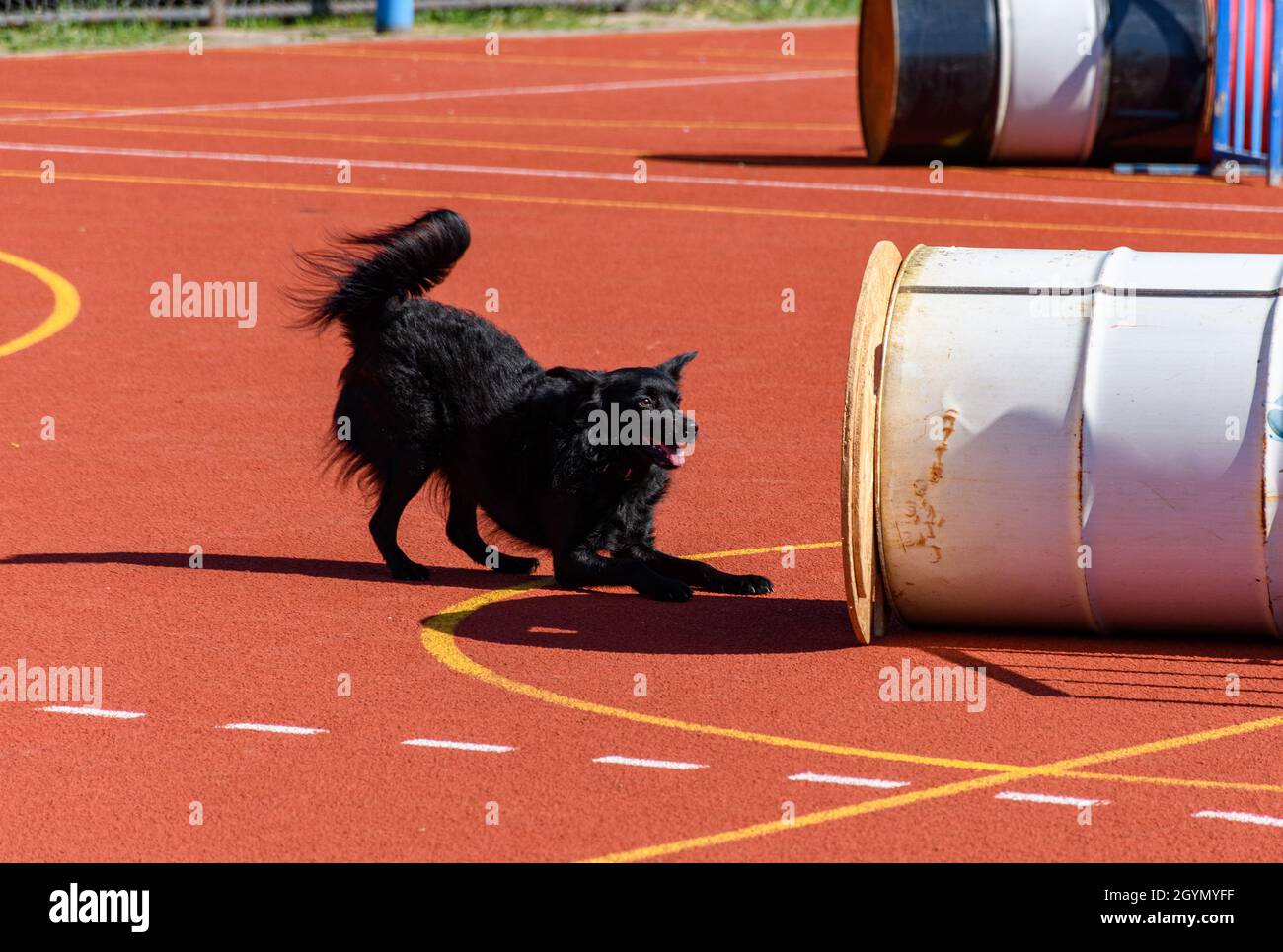 Service dog training school hi-res stock photography and images - Alamy