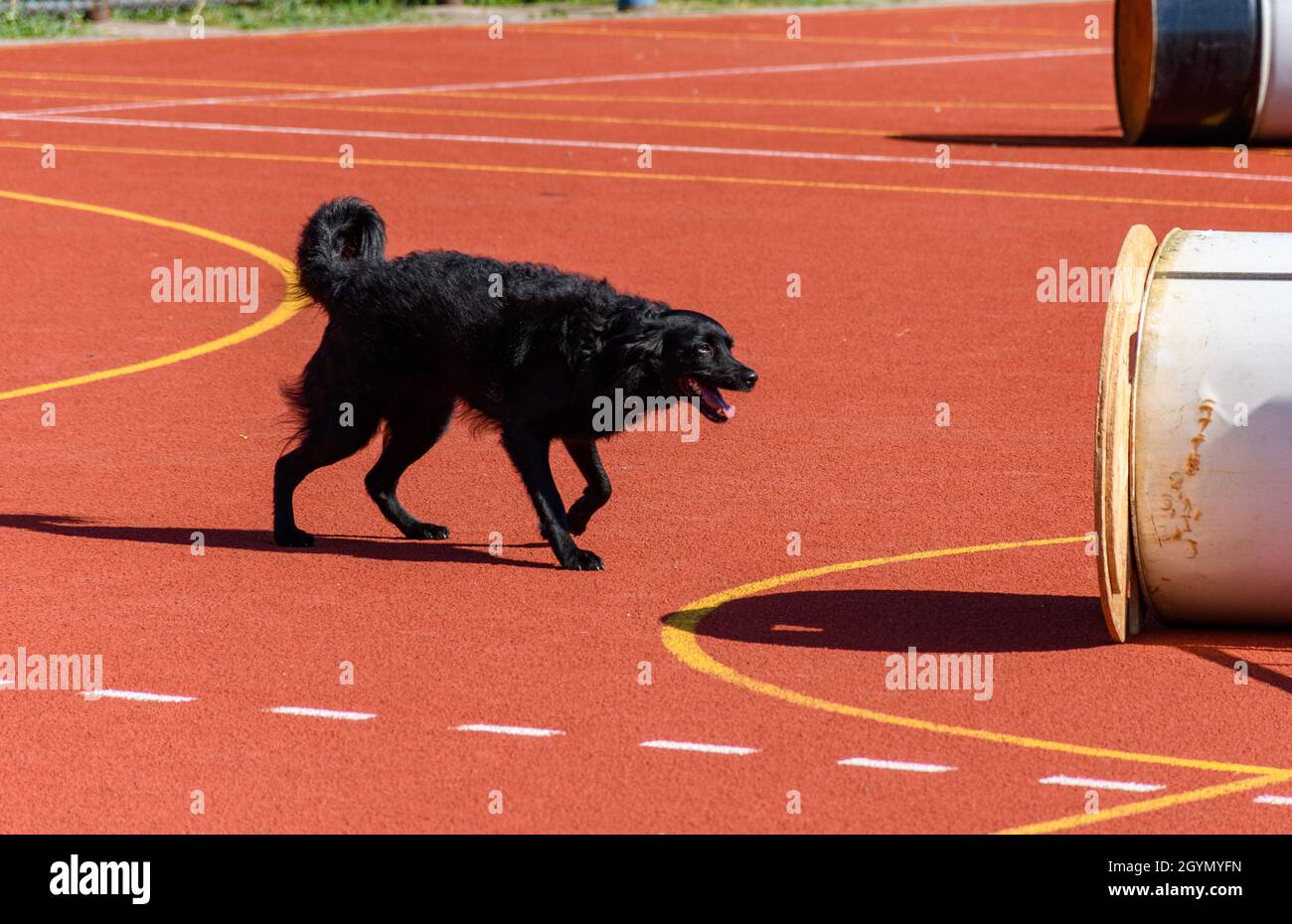 School dog search hi-res stock photography and images - Alamy