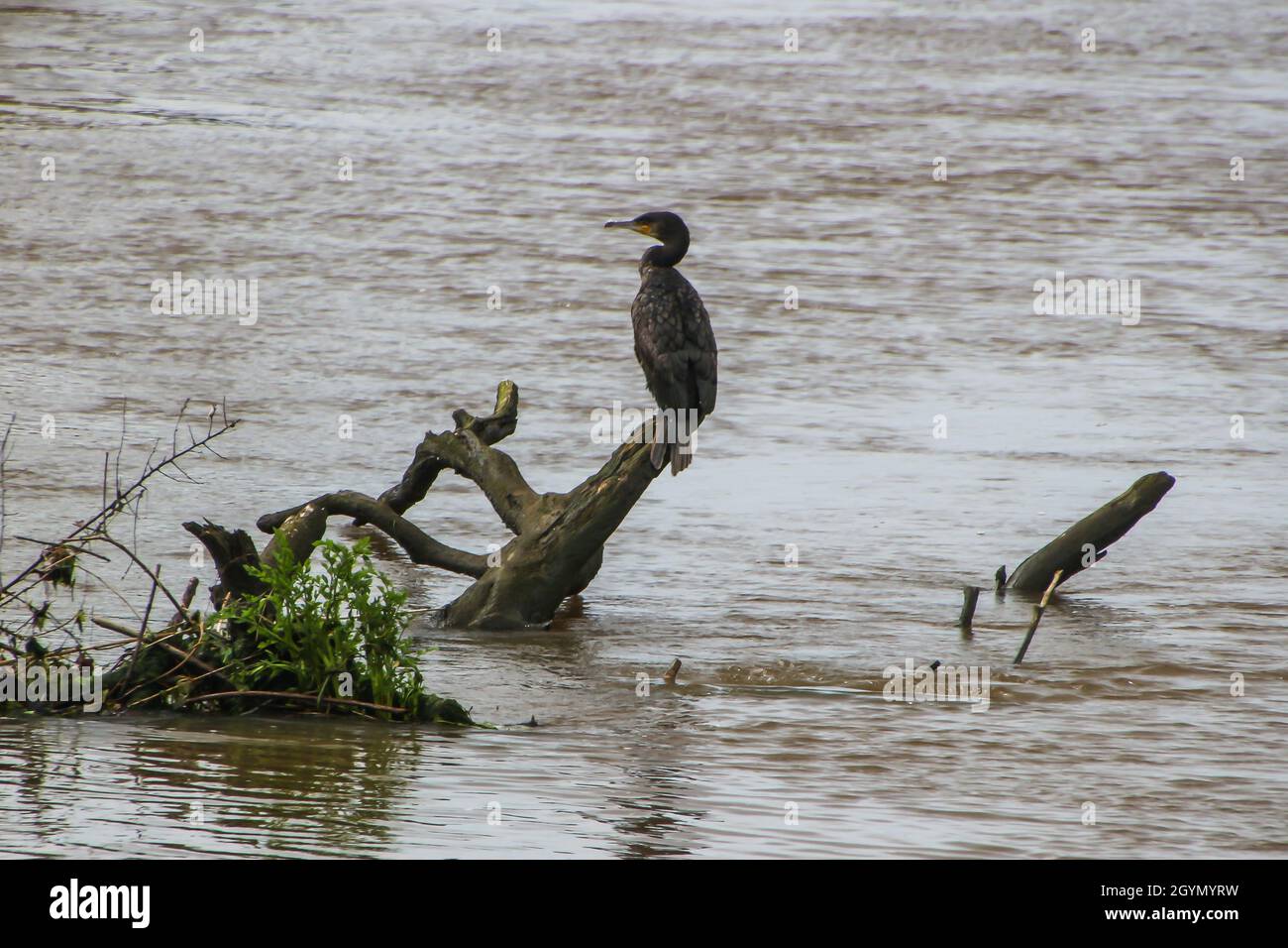 River otter on log hi-res stock photography and images - Alamy