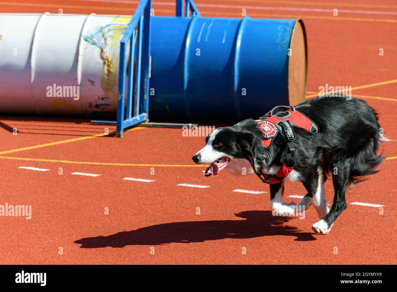 Border collie service dog running on agility course Stock Photo - Alamy